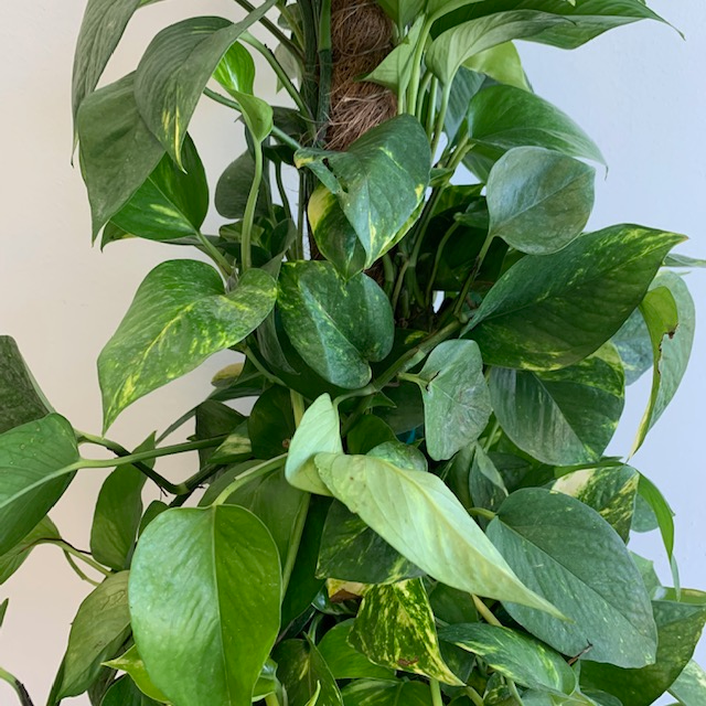 10" Golden Pothos on totem – Four Seasons Garden Centre